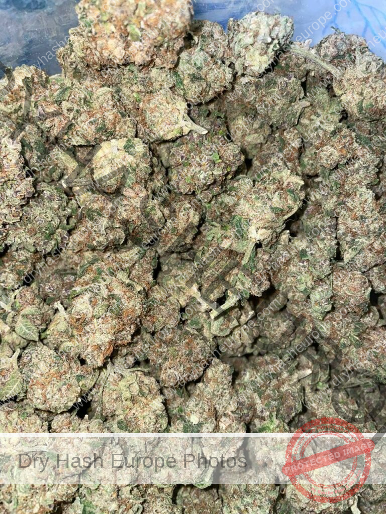 Rozay Strain | Order Online | Dry Hash Europe